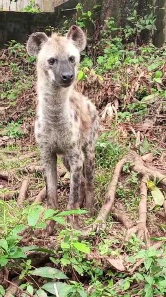 Hyena Hanena » Wild at Life