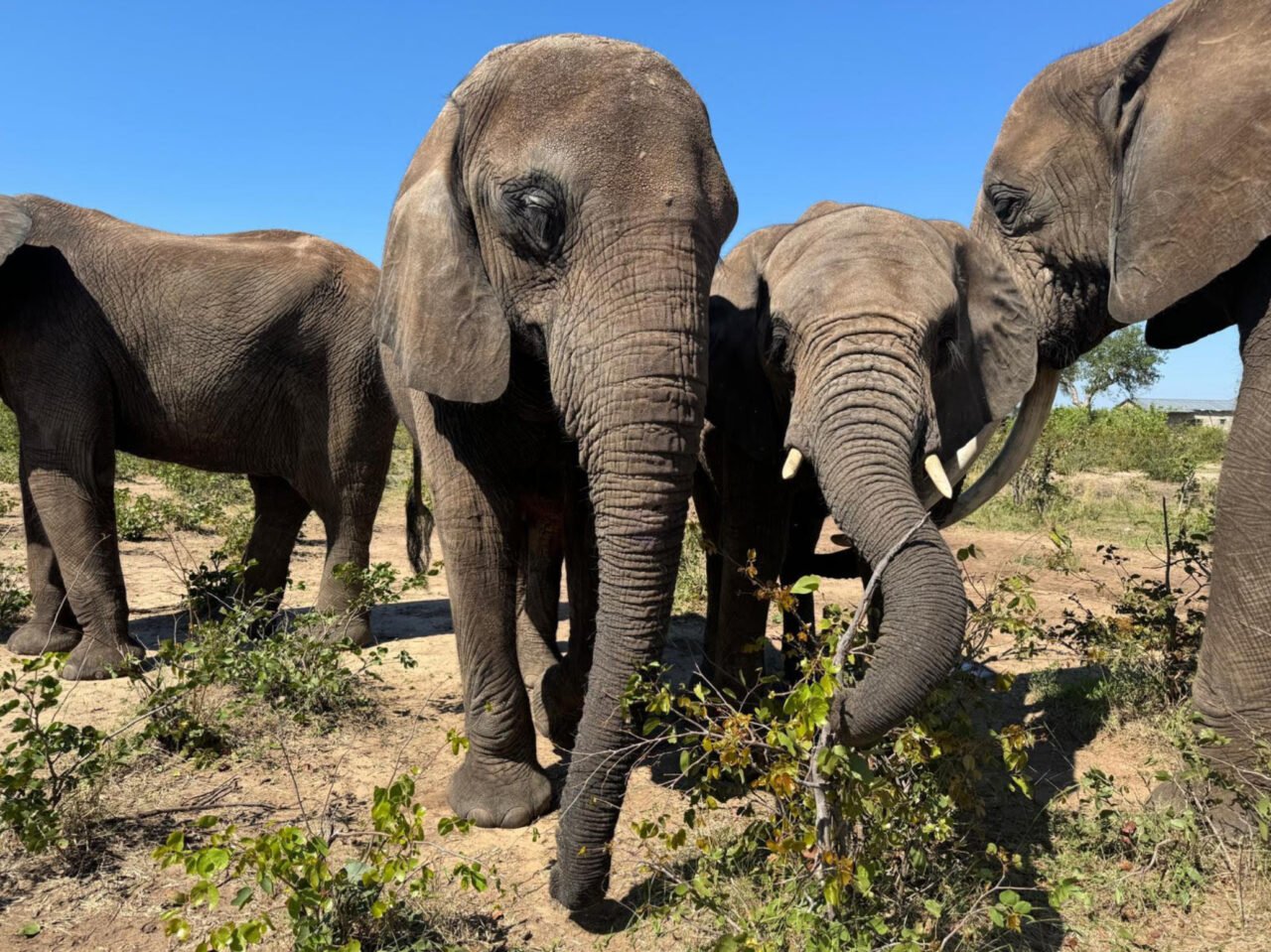 Celebrating World Elephant Day » Wild at Life