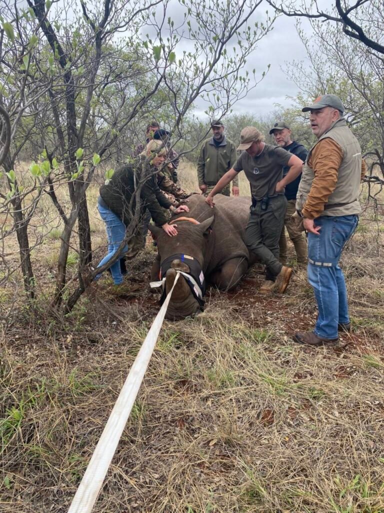 Rhinoceros Conservation and Rescue » Wild at Life