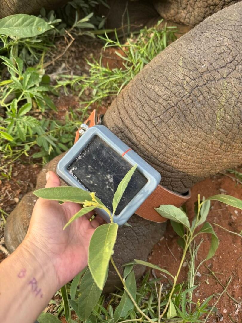 Progress Update: Rhino Conservation at Insimbi Legacy Reserve » Wild at ...
