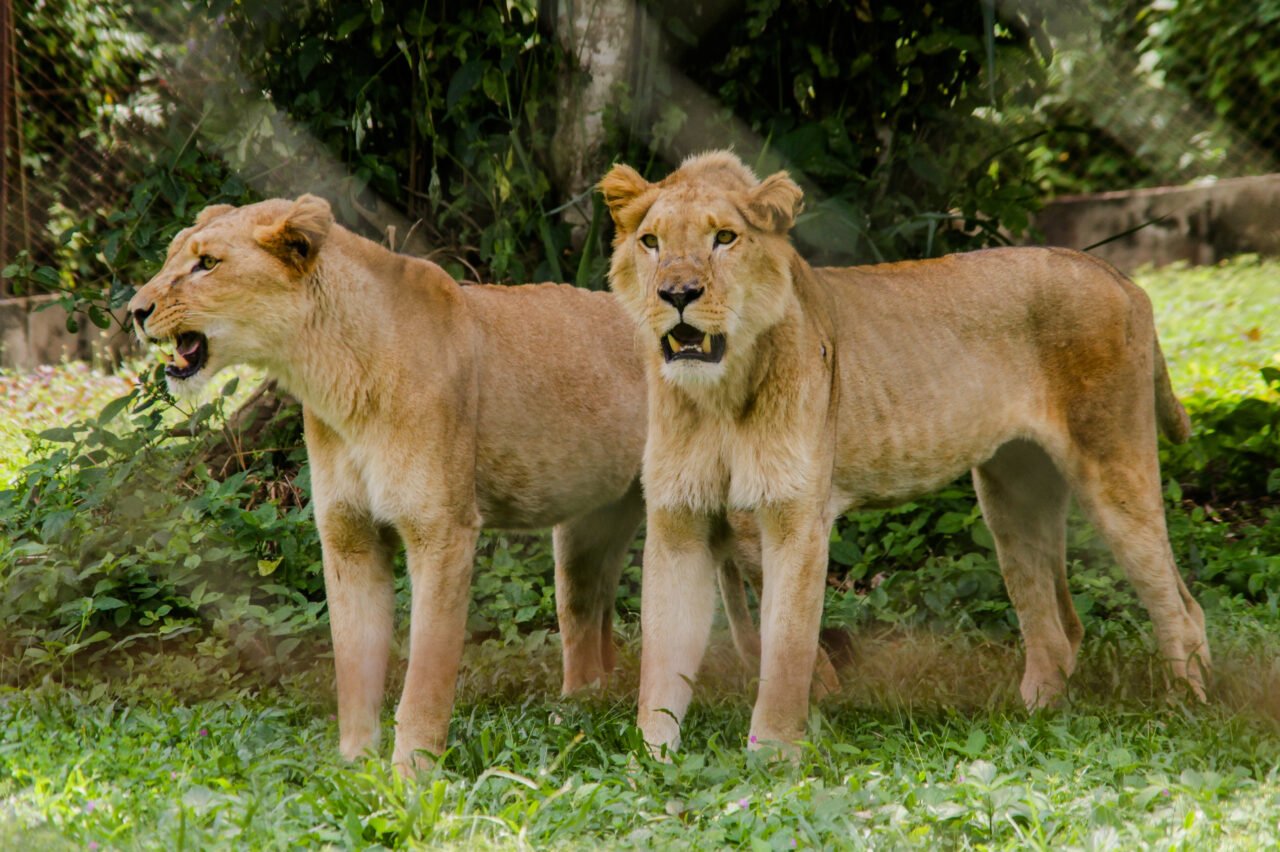 From Neglect to Care: Restoring the Lives of Abandoned Zoo Animals in ...