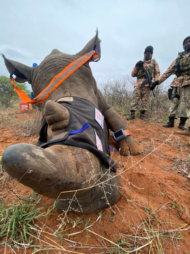 Rhinoceros Conservation and Rescue » Wild at Life